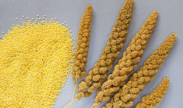 Brown Top Millet: Health Benefits, Nutrition and Uses | AskNestlé